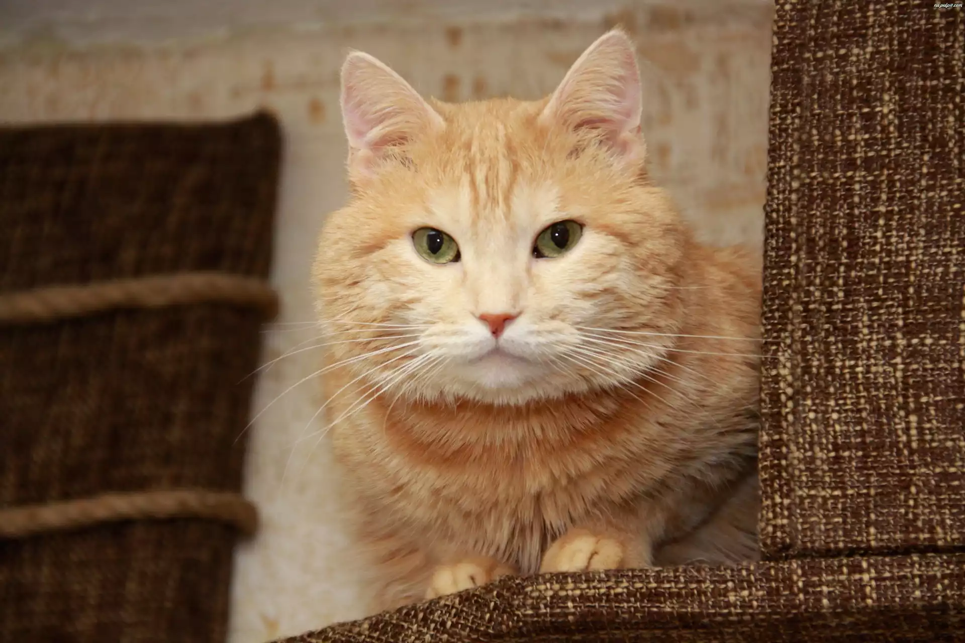 Wąsy, Kot, Rudy, Uszy Na Pulpit